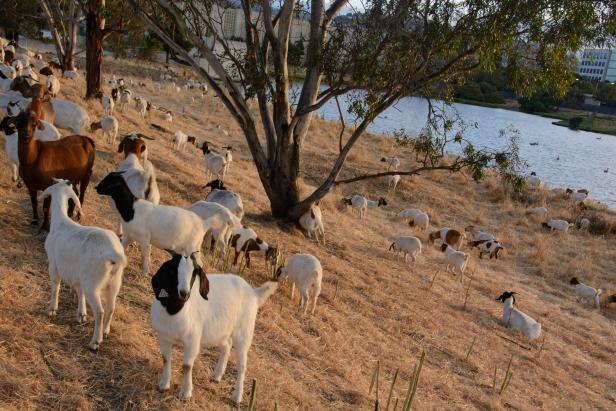 Goats are Helping Fend Off Fires | Discovery