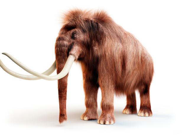 The Map of Tusks: A Tell All of A Woolly Mammoth’s Life | Discovery