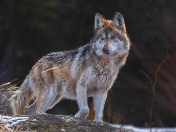 Everything You Need to Know about America's Rewilding of the Gray Wolf ...