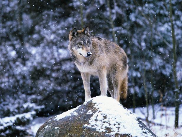 Everything You Need to Know about America's Rewilding of the Gray Wolf ...
