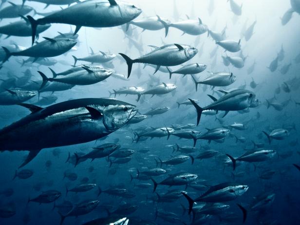 These Tuna Species are No Longer Endangered | Discovery