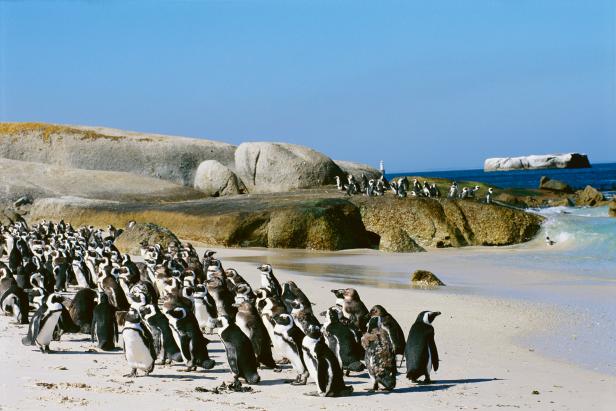 Breaking News: African Penguins Found Dead After Bee Attack | Discovery