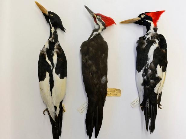 Almost Two Dozen Species Declared Extinct | Discovery