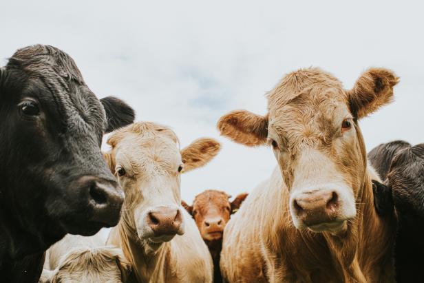 Teaching Cows to Use Bathroom Stalls | Discovery