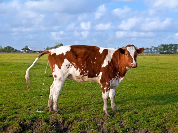 Teaching Cows to Use Bathroom Stalls | Discovery