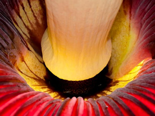 Why Titan Arum, the Corpse Flower, is so Popular | Discovery