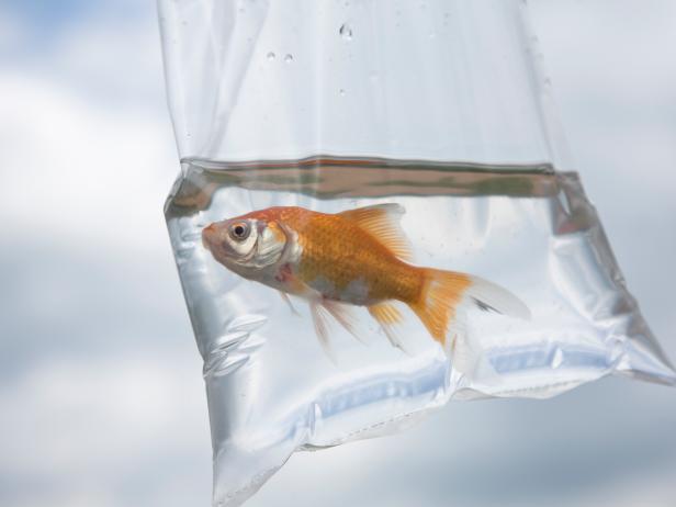 Teaching Goldfish to Drive "Cars" | Discovery