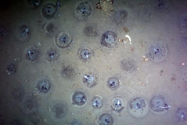 Polar Research Ship Finds 60 Million Fish Nests in World’s Largest ...