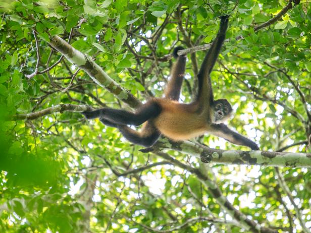 Conservation Efforts to Save Panama's Endangered Species | Discovery