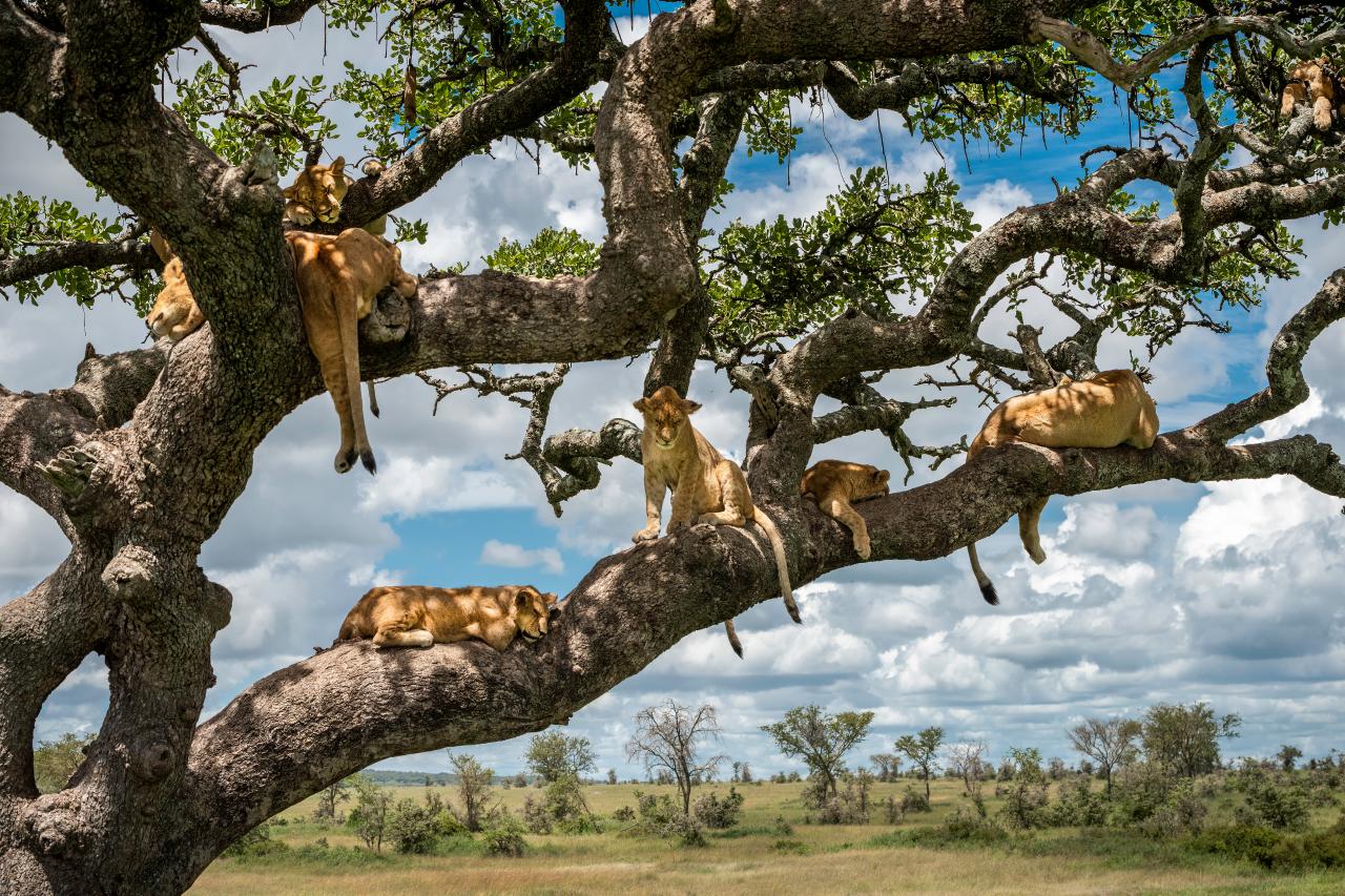 Tree Climbing Lions