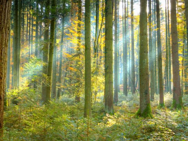 World’s New Forests Will Store Carbon and Clean Air | Discovery