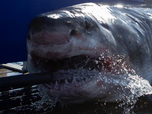 Incredible Shark Sightings Kick Off the 2022 Summer Season | Discovery