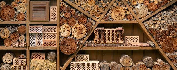 This Hotel is for Six-Legged Guests Only | Discovery