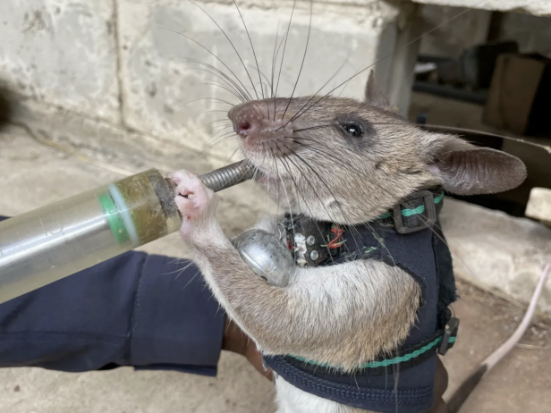 Hero Rats Are Being Trained to Rescue Earthquake Survivors | Discovery