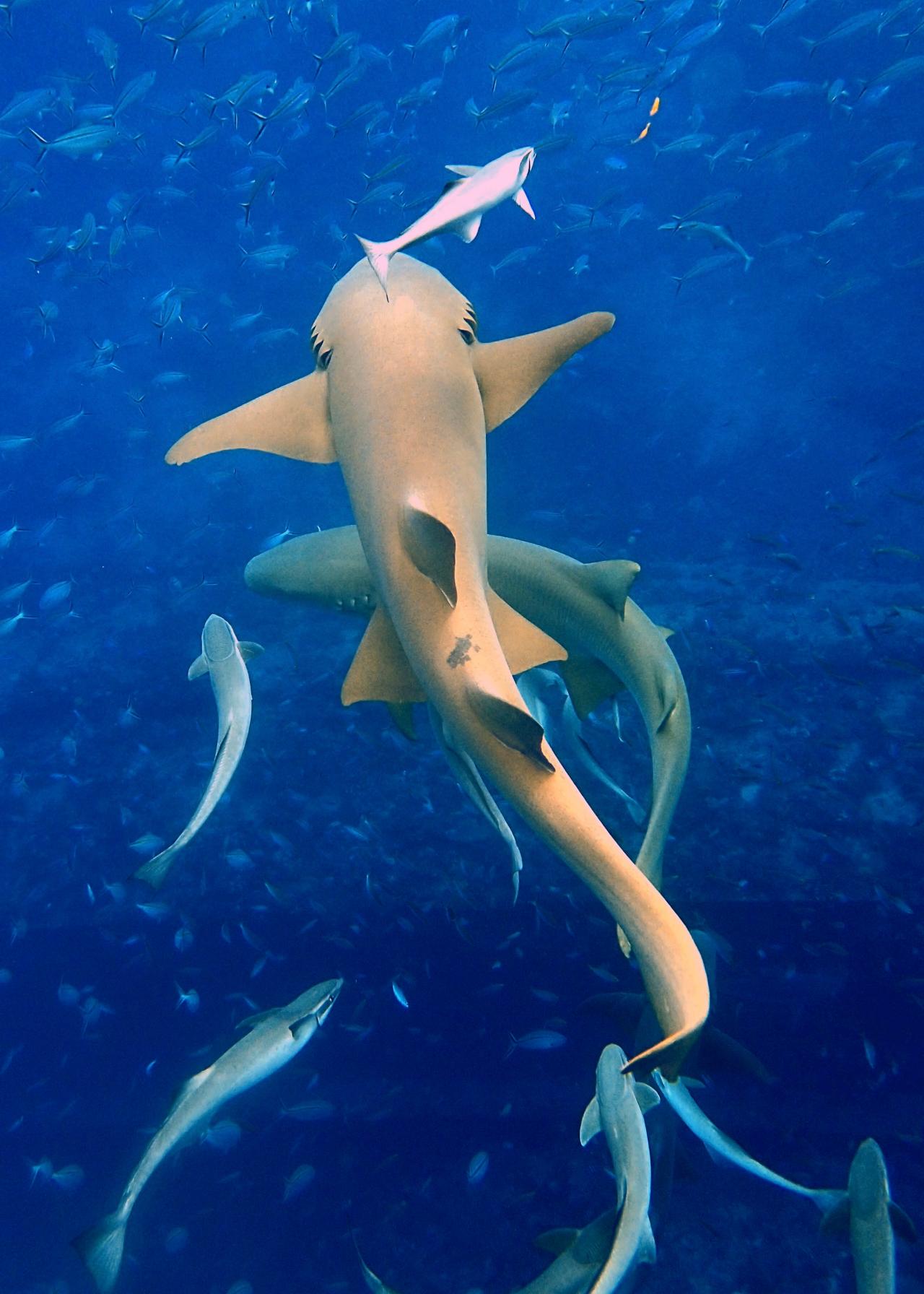 Nurse Shark Facts