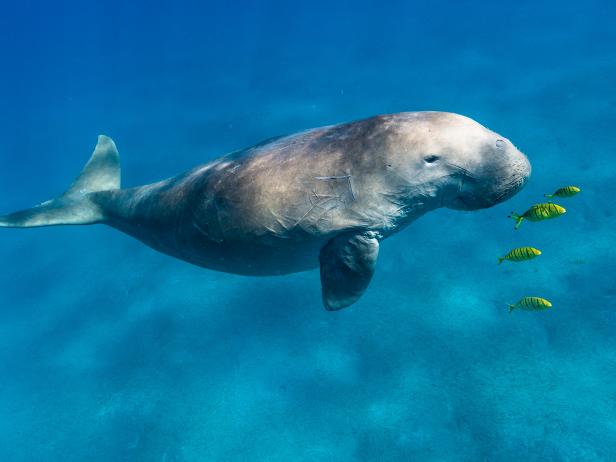 Dugongs Declared 'Functionally Extinct' in China | Discovery