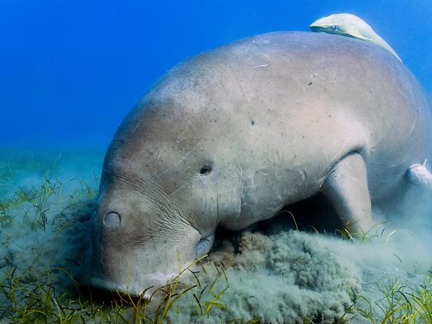 Dugongs Declared 'Functionally Extinct' in China | Discovery