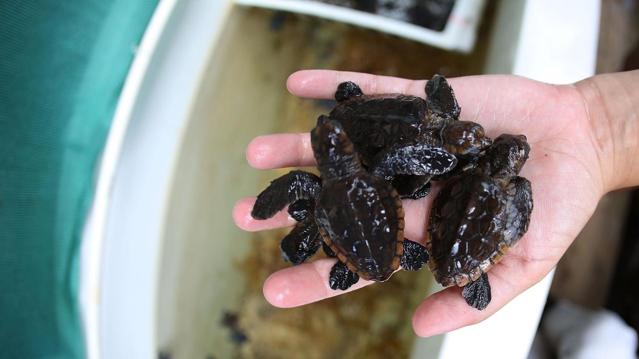 What Are Baby Sea Turtles Called