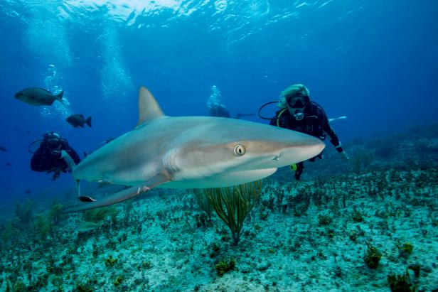 Shark Week: The Podcast – Cristina Zenato on Why Sharks are the Safest ...