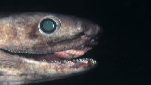 Alien Sharks: Return To The Abyss | Discovery