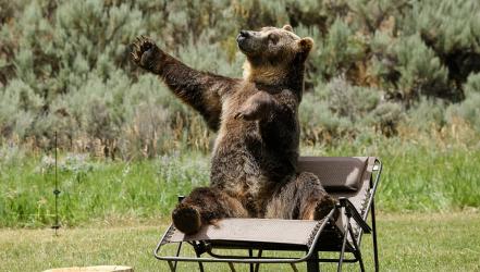 Man Vs Bear | Discovery