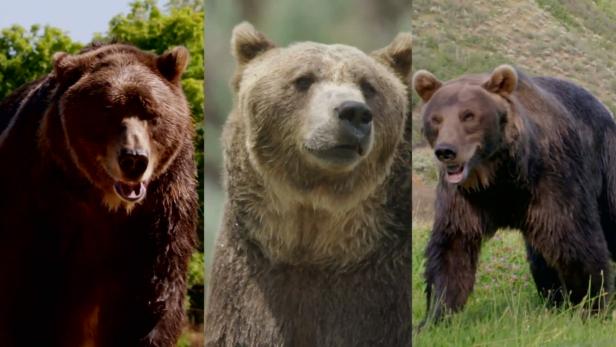 Bart, Honey Bump, and Tank | Man Vs Bear | Discovery