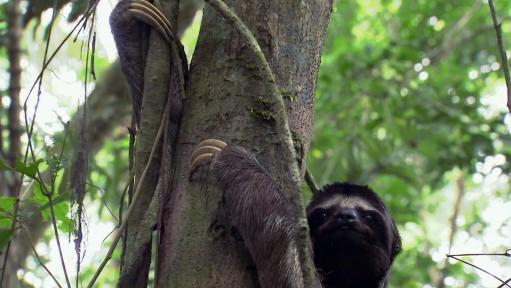 Discovery Channel Man Woman Wild