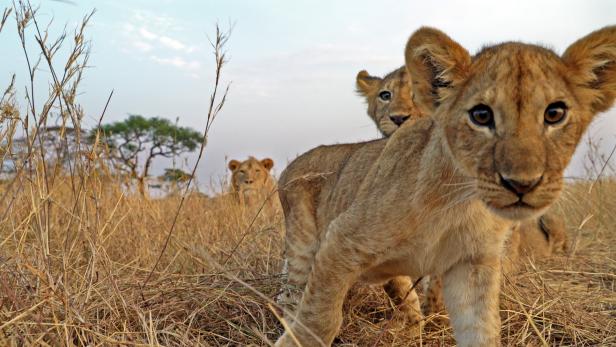 Discovery Channel Shows and Articles | Discovery