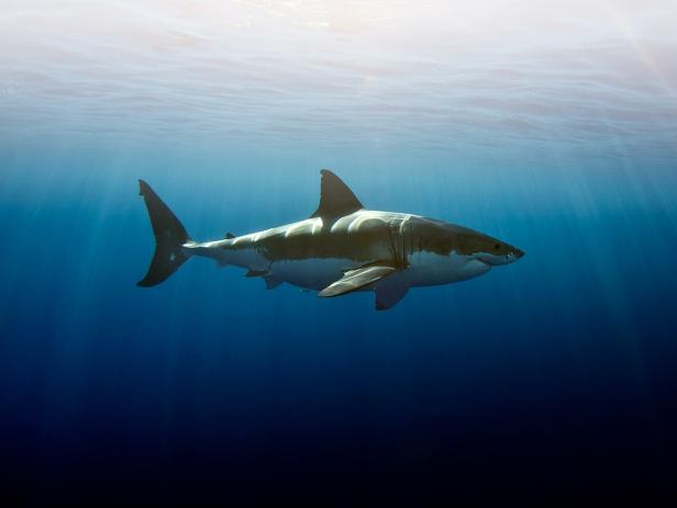 Legend of Deep Blue | Legend of Deep Blue | Discovery