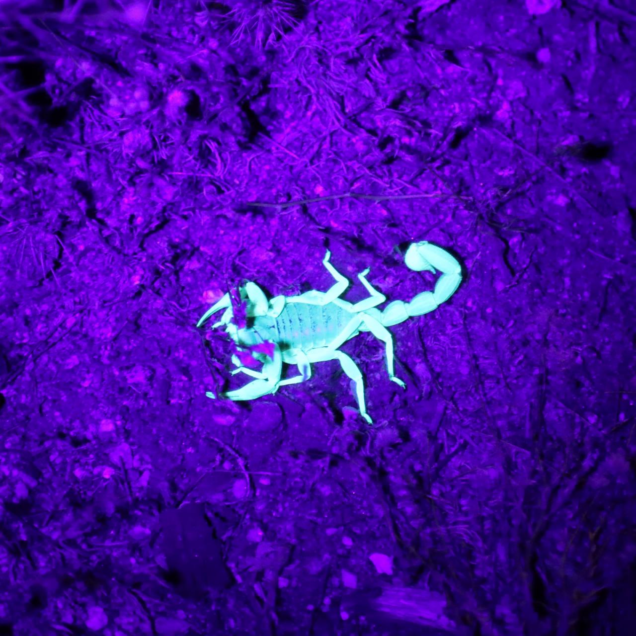 Extinction Ghosts Scorpion