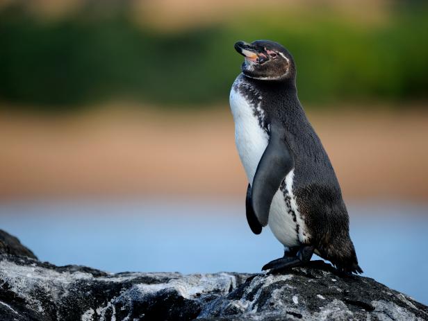 Animals on Islands like Hawaii and the Galapagos are Beautiful and Rare ...