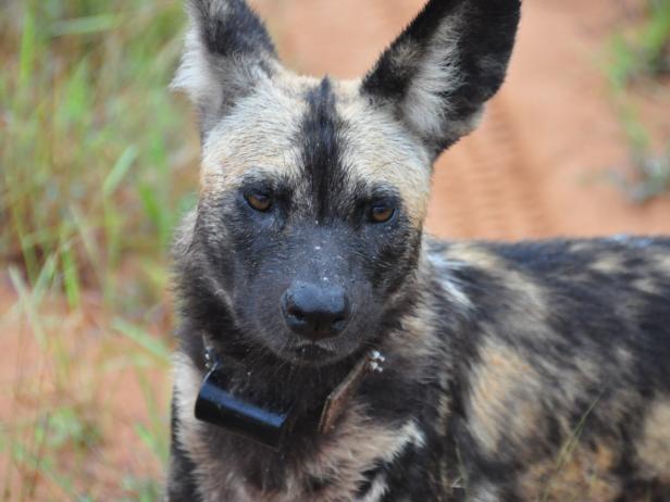 See How New Technology is Transforming Wildlife Protection | Discovery