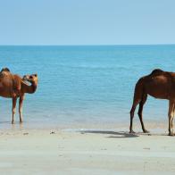 Get to Know Minnie Beets of Discovery's Gold Rush | Discovery