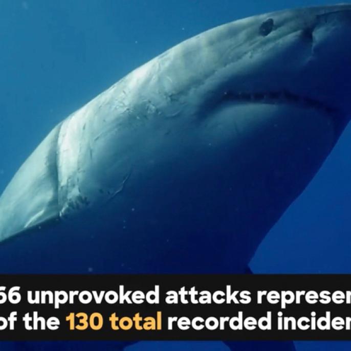 Latest Shark Week News | Discovery