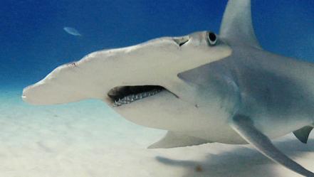 The Latest Shark Week News on Discovery | Discovery