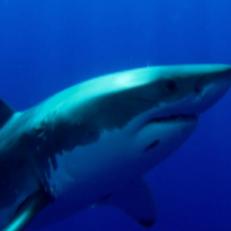 Shark Week 2019 Schedule | The Latest Shark Week News on Discovery ...